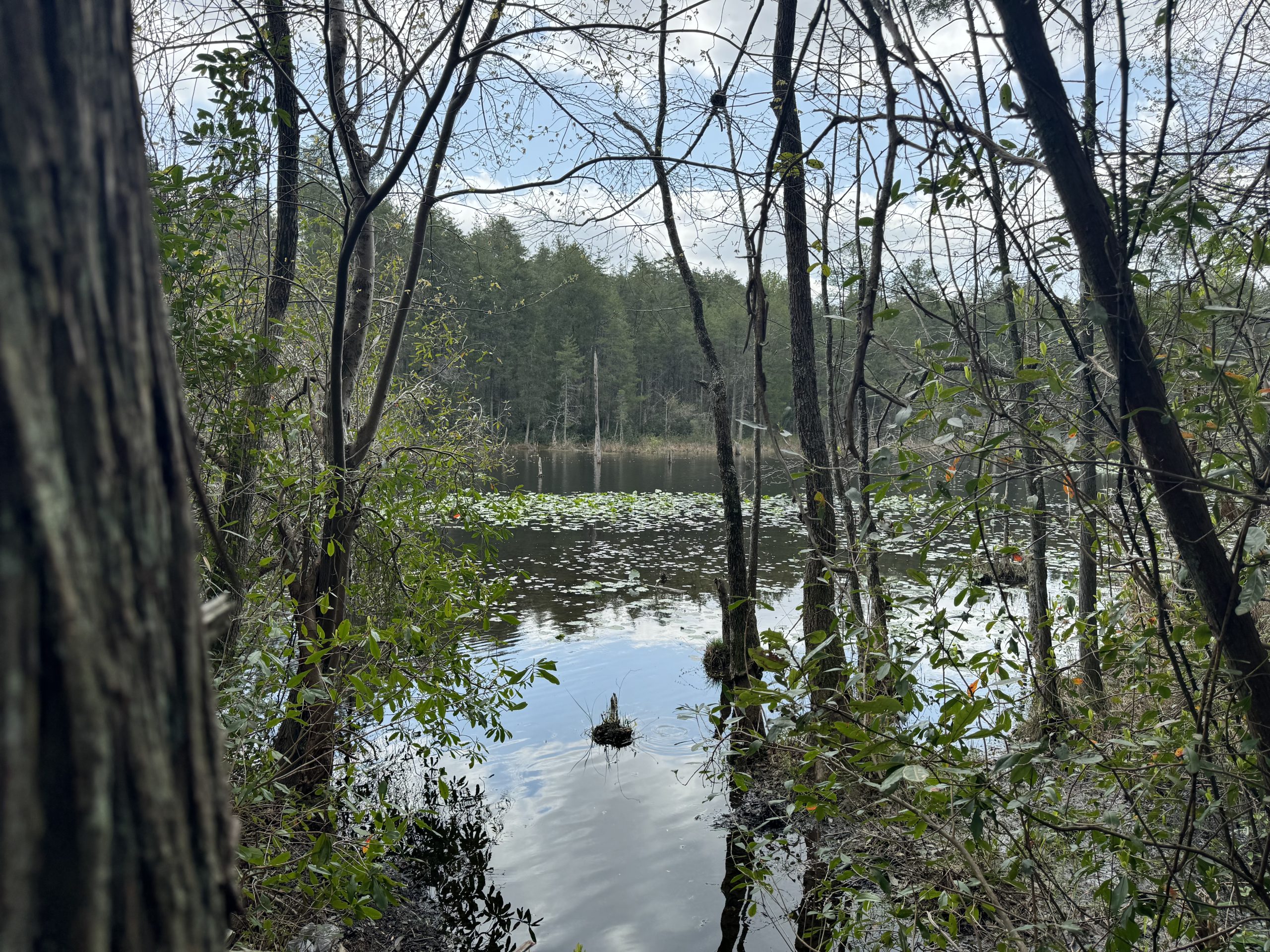 Urban Wilds: Spring at Shealy’s Pond Heritage Preserve – SCDNR Blog