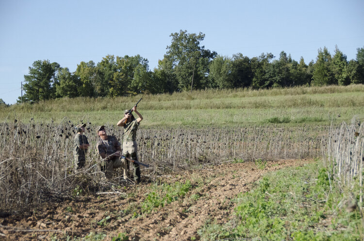 How to have a safe and successful dove hunt – SCDNR Blog