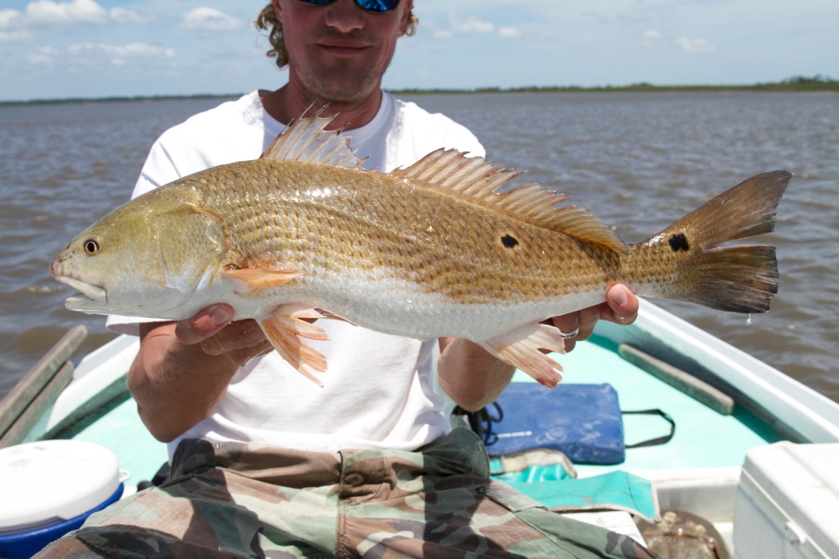 How to Buy a Saltwater Fishing License in South Carolina – SCDNR Blog