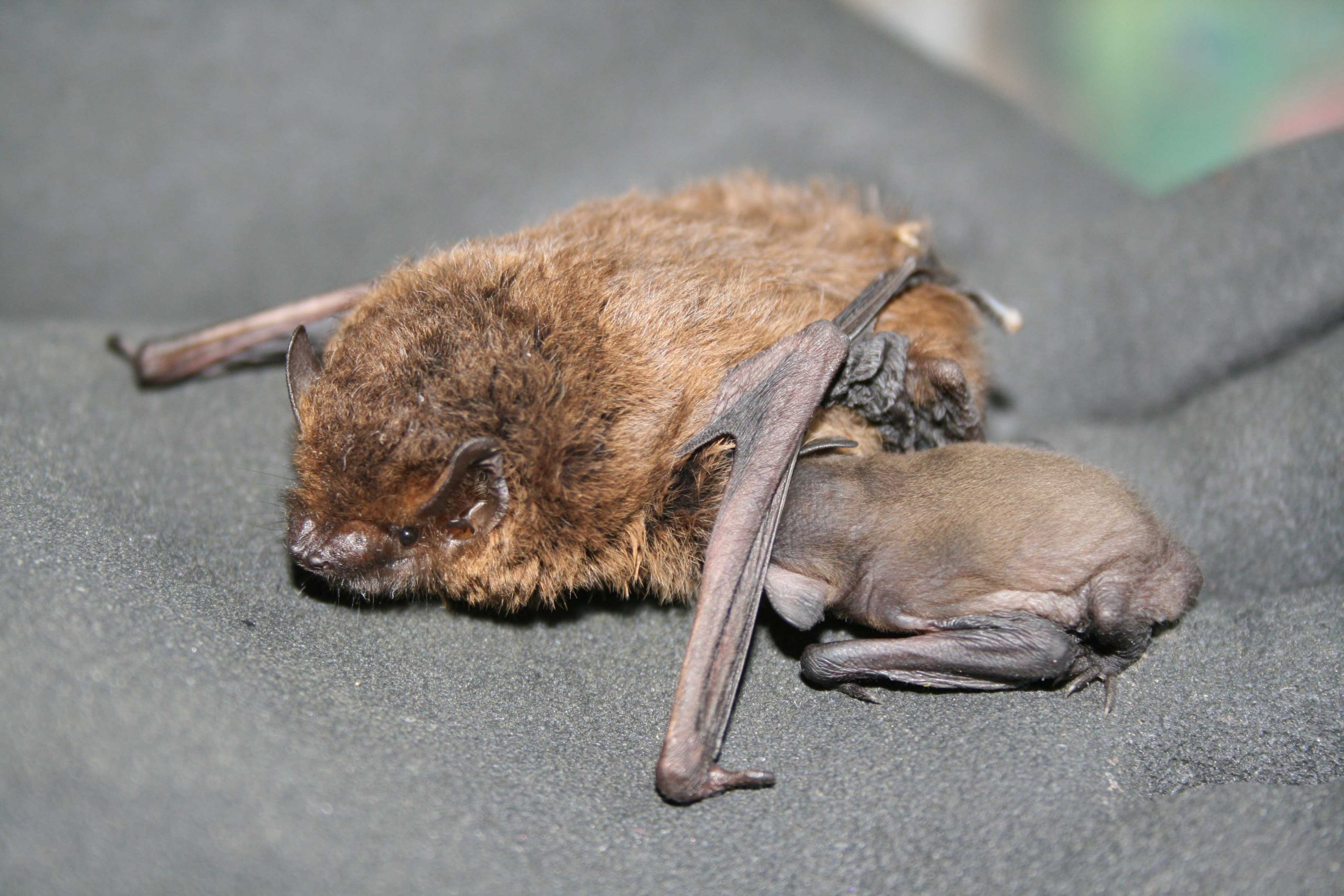 Wildlife – SCDNR Blog