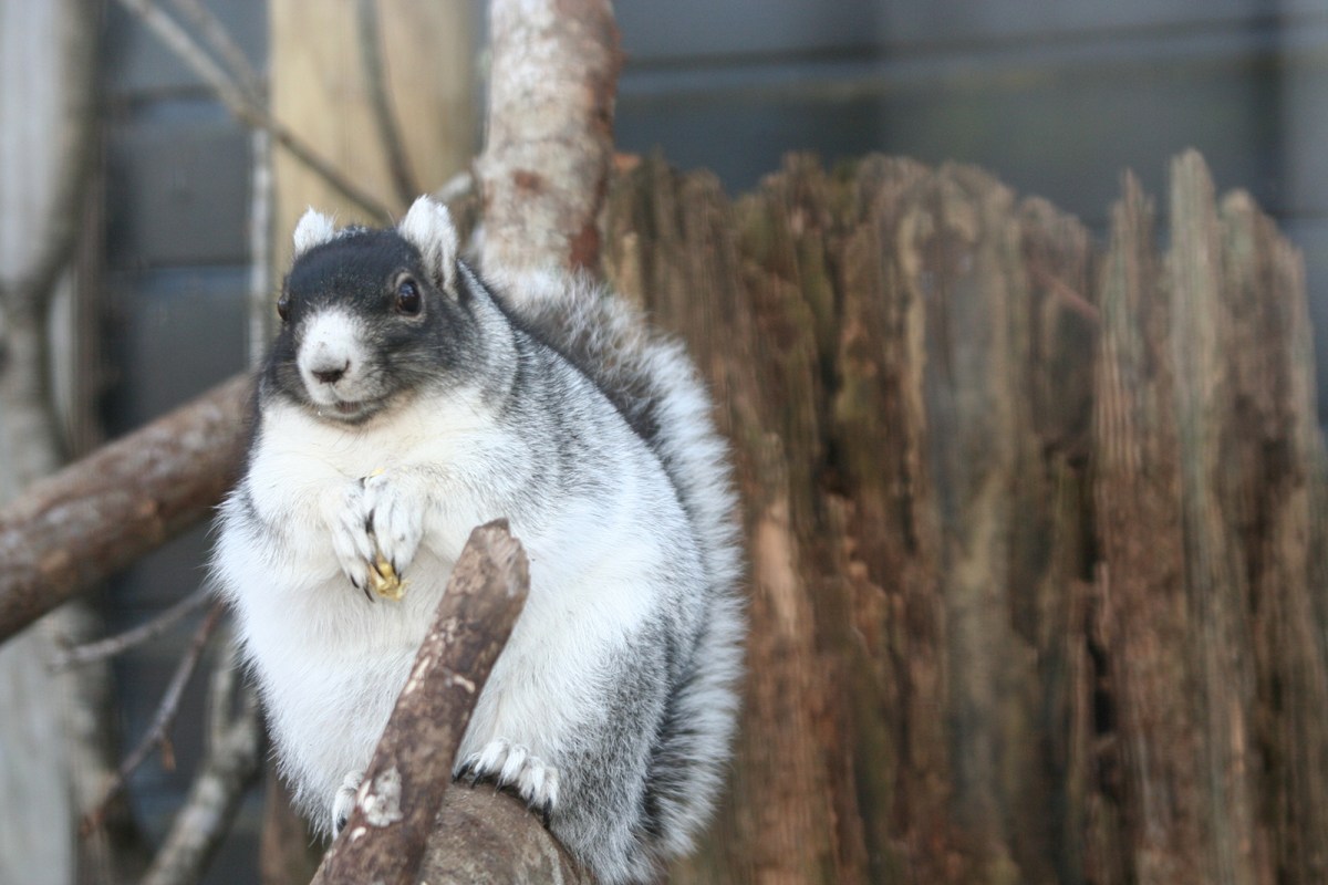 The Ballad of Ricky Bobby, the Fox Squirrel – SCDNR Blog