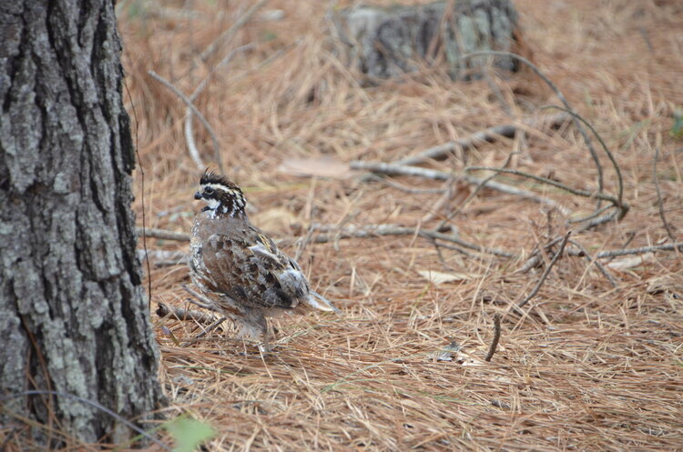 Counting Critters: Bobwhite Quail – SCDNR Blog
